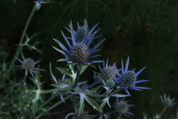 Cardone Stock Photos, Royalty Free Cardone Images | Depositphotos