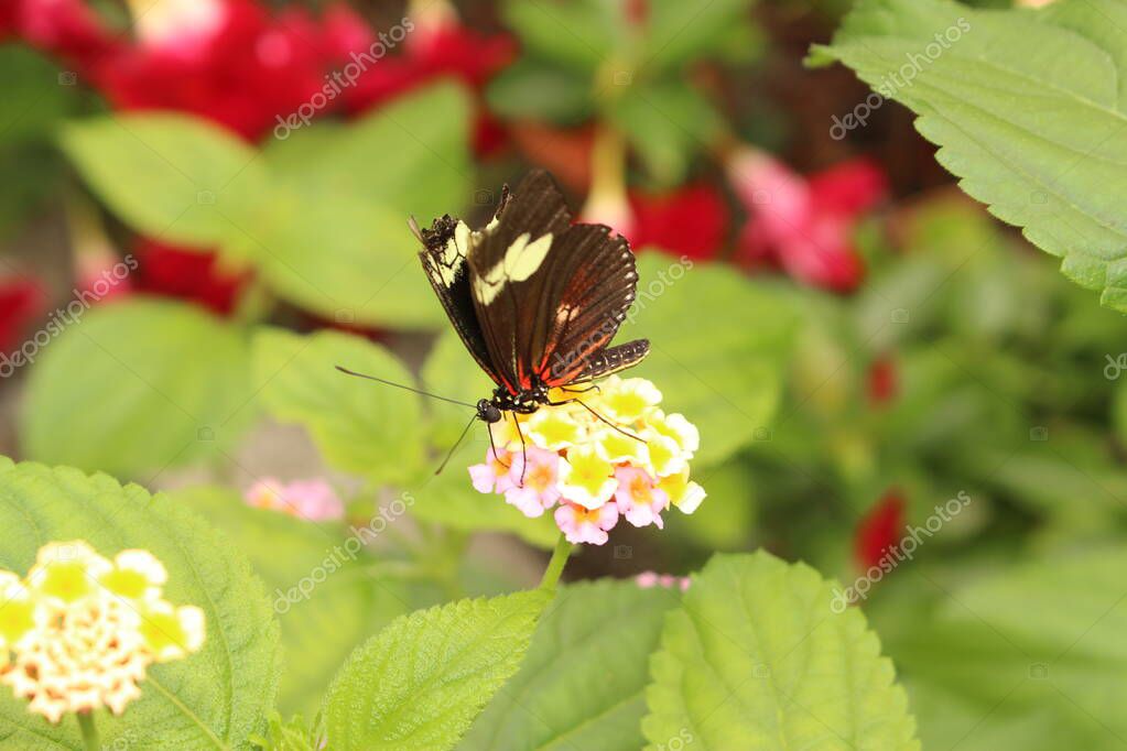 Mariposa negra de rayas rojas y blancas "Doris Longwing" (o The Doris ...