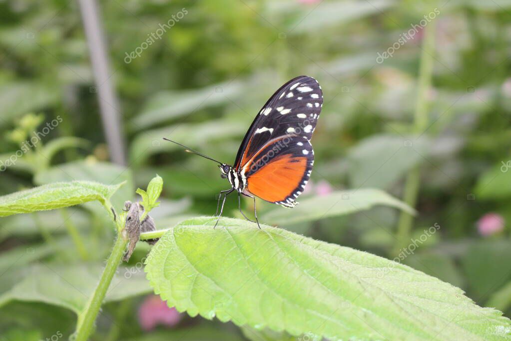 "Tiger Longwing "mariposa (o Hecale Longwing, Golden Longwing, Golden ...