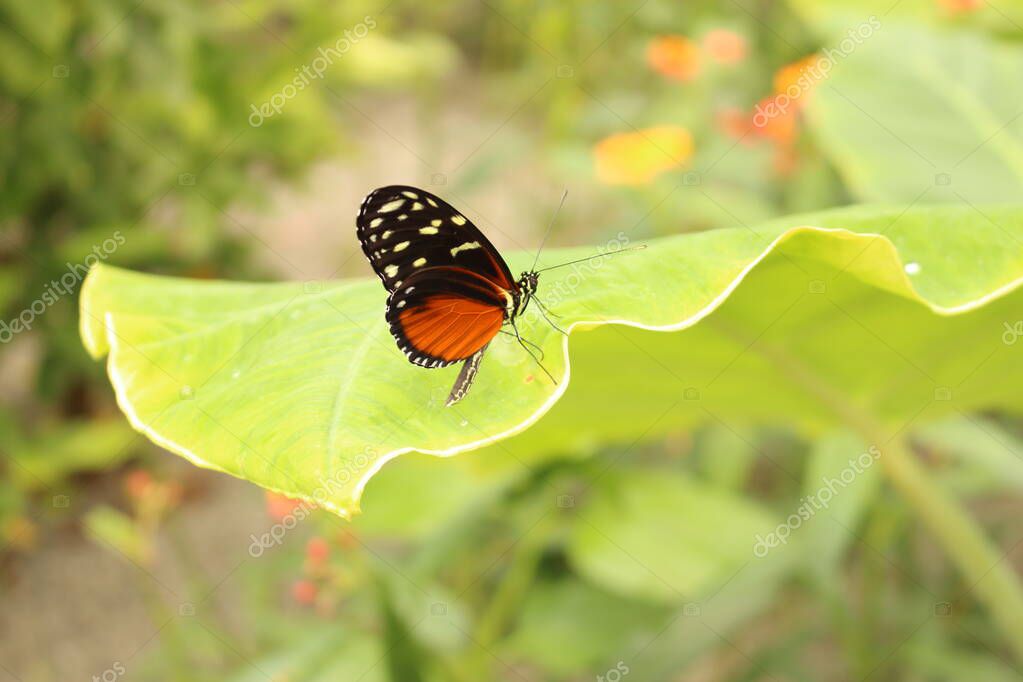 "Tiger Longwing "mariposa (o Hecale Longwing, Golden Longwing, Golden ...