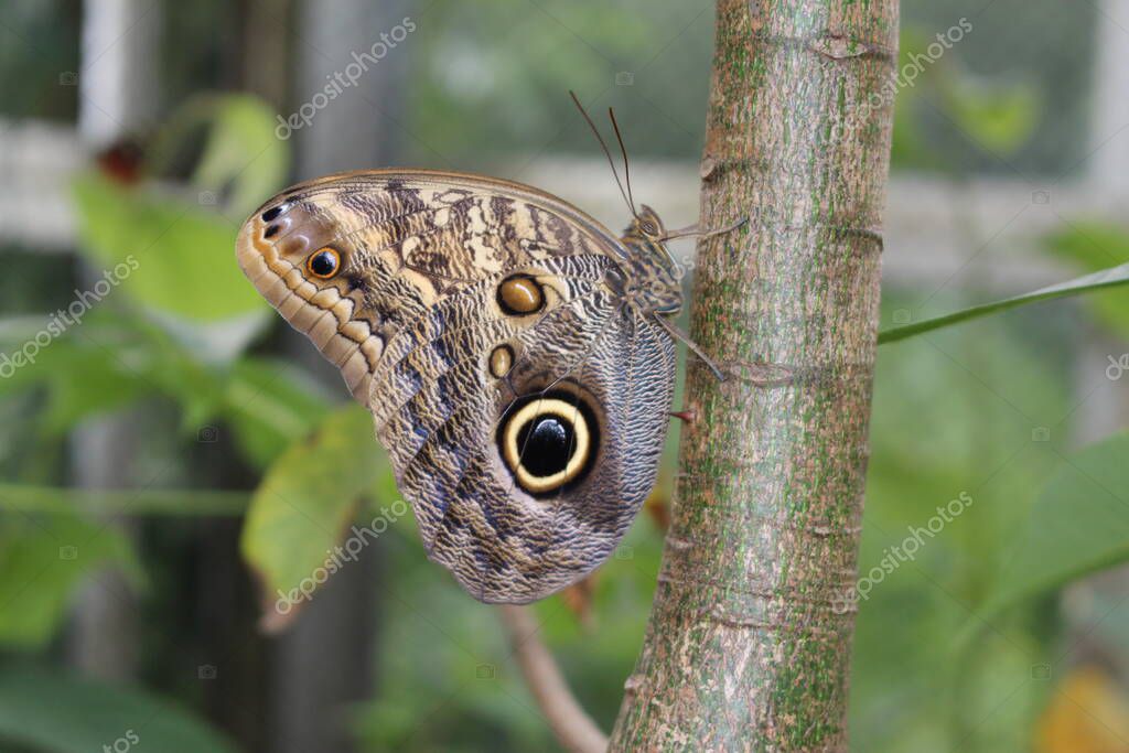 Mariposa del búho gigante del bosque (o mariposa del búho) en Innsbruck ...