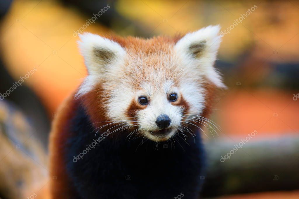 El panda rojo (Ailurus fulgens), zorro de fuego o panda menor, el oso ...
