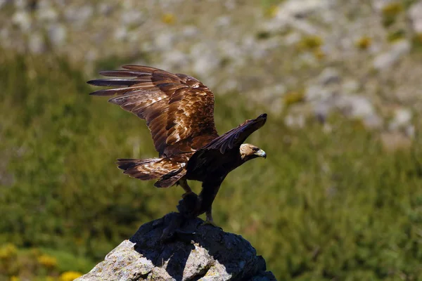 El guila real (Aquila chrysaetos) sentada en la roca. guila real macho ...