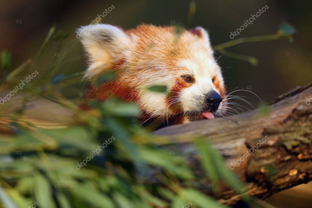 El panda rojo (Ailurus fulgens), zorro fuego o panda menor, el oso-gato ...