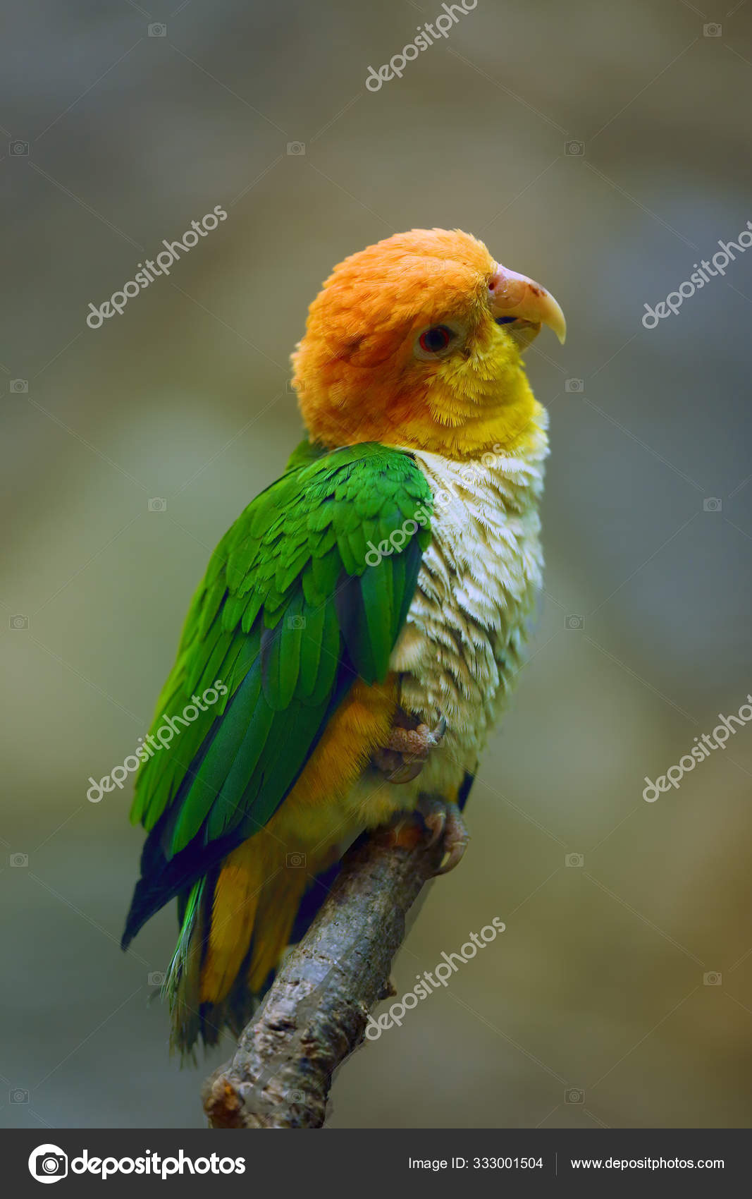 White Bellied Caique