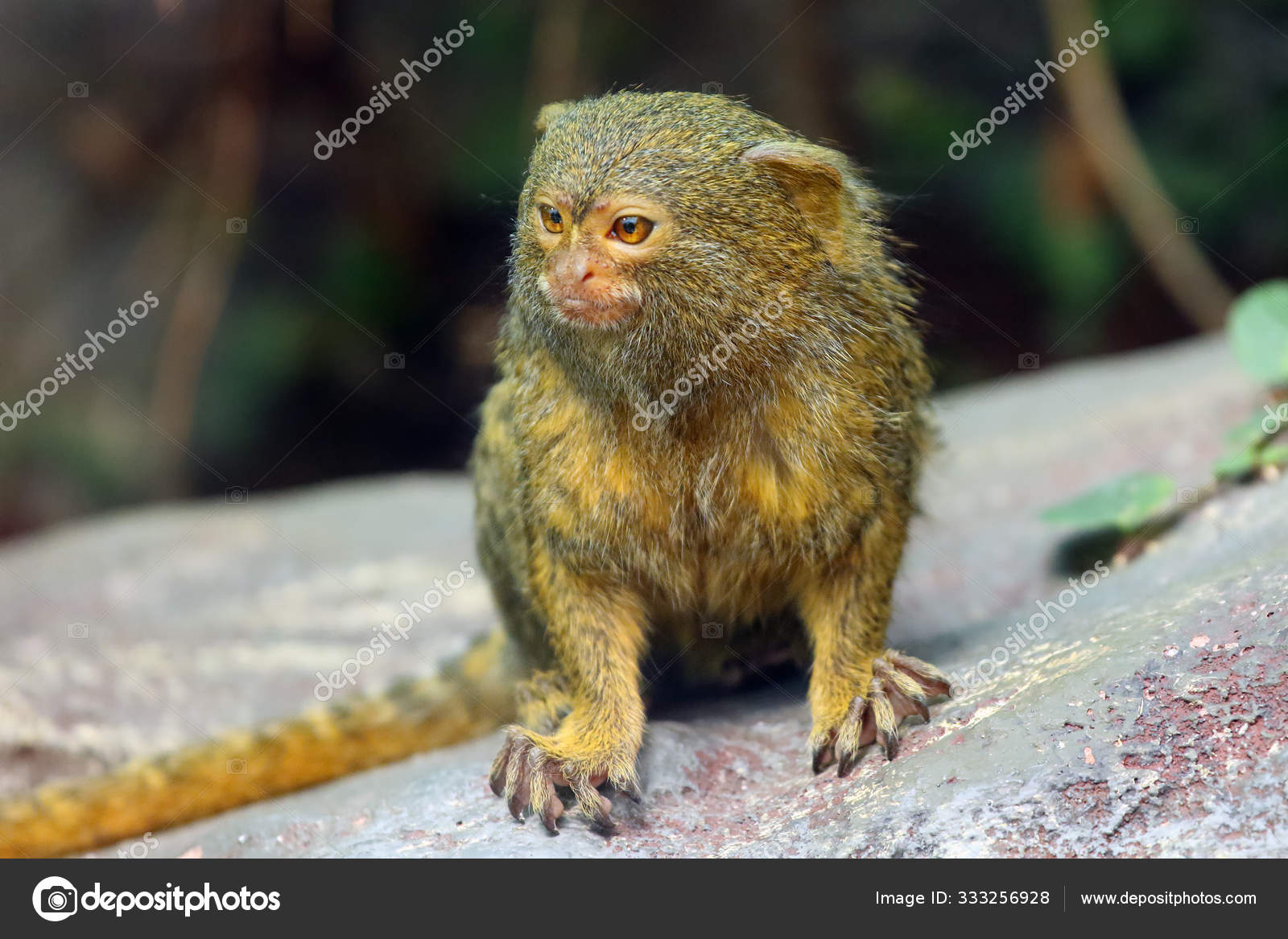 Marmoset Pigmeo Cebuella Pygmaea Sentado Sobre Piedra Con Fondo Verde ...