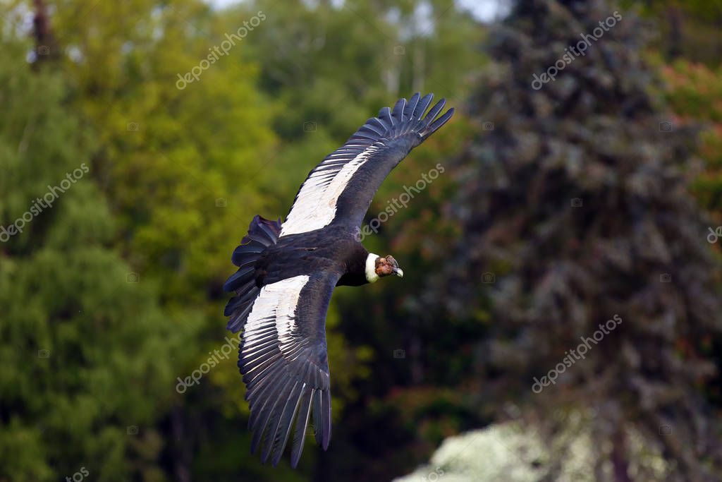 El cóndor andino (Vultur gryphus) vuela con árboles verdes en el fondo ...