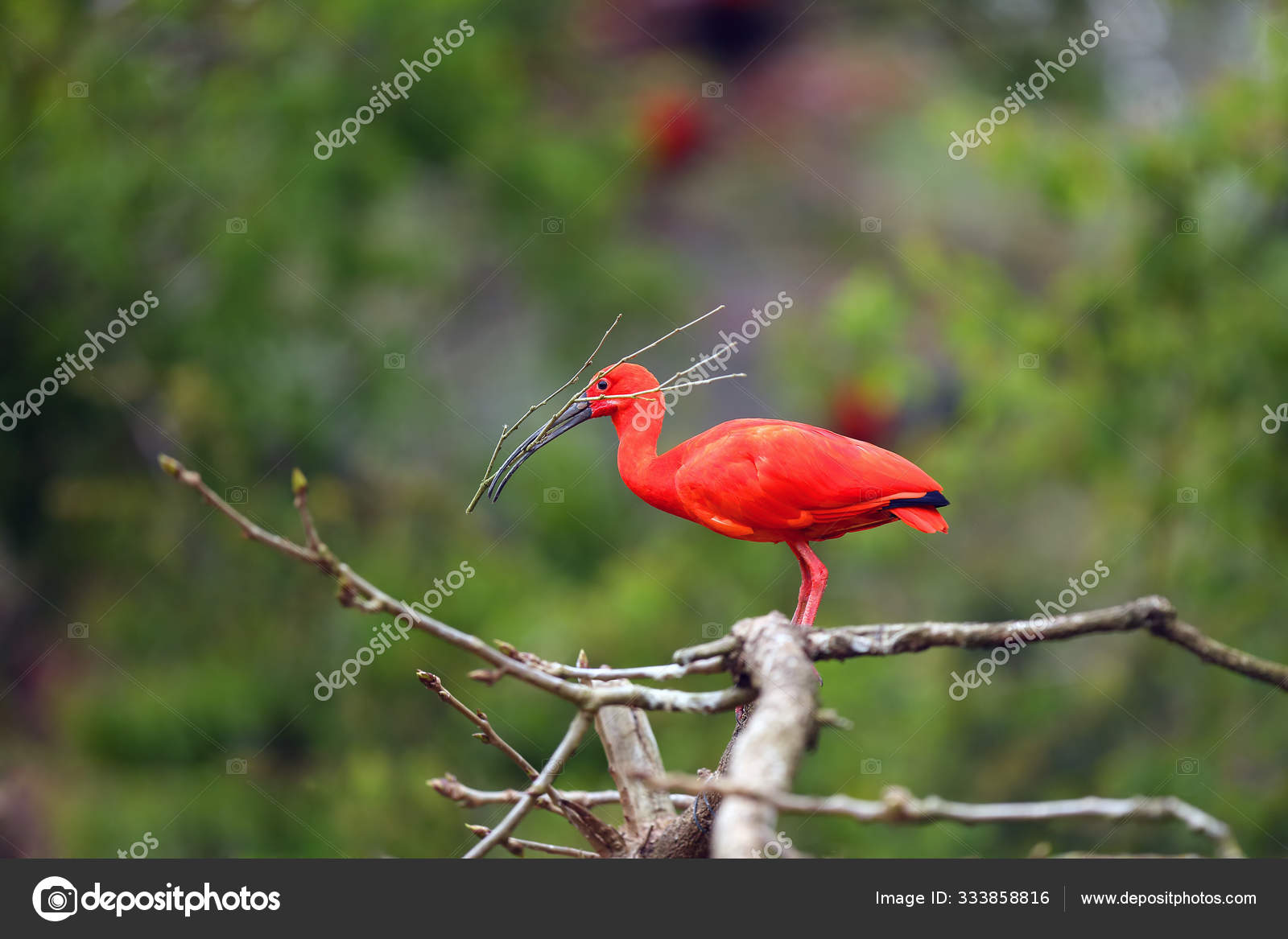 Scarlet Ibis Eudocimus Ruber Sitting Branch Twig Its Beak Red Stock ...