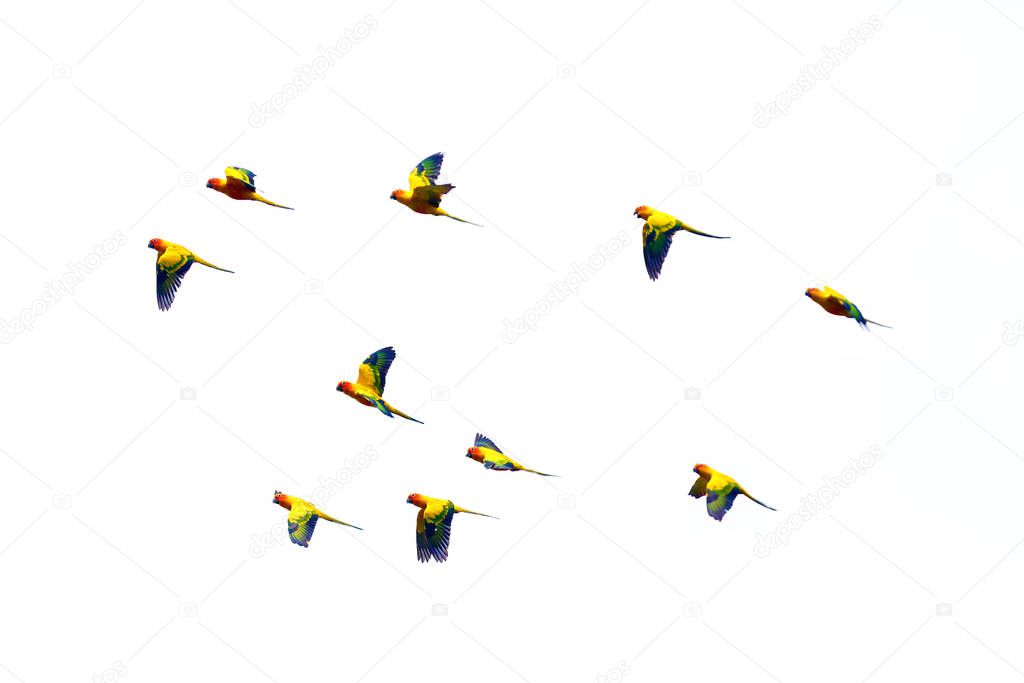 El perico jandaya o jenday conure (Aratinga jandaya) volando. Una ...