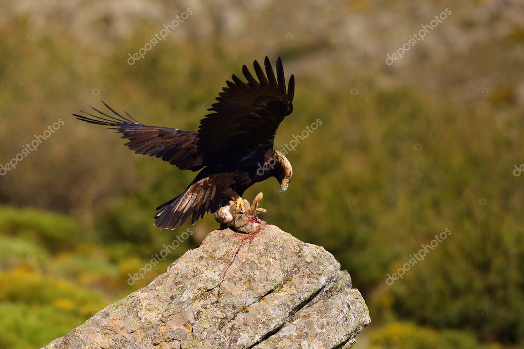 El águila imperial española (Aquila adalberti), también el águila ...