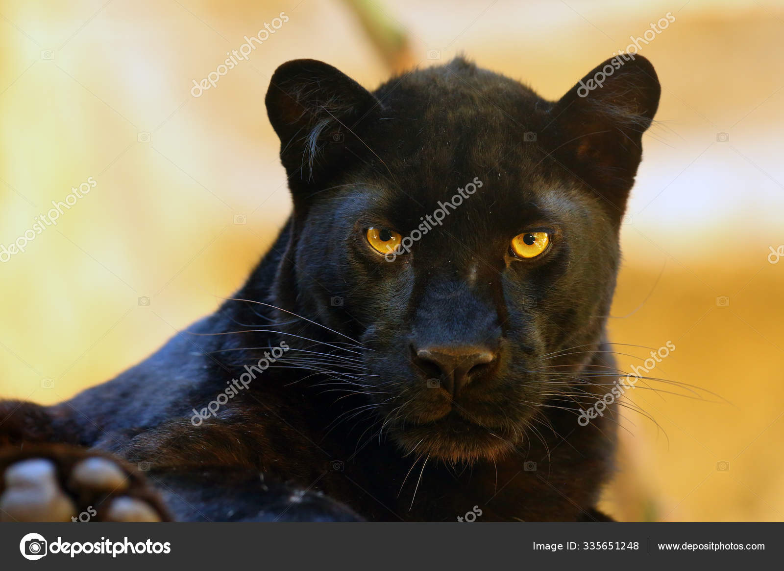 Bagheera Face