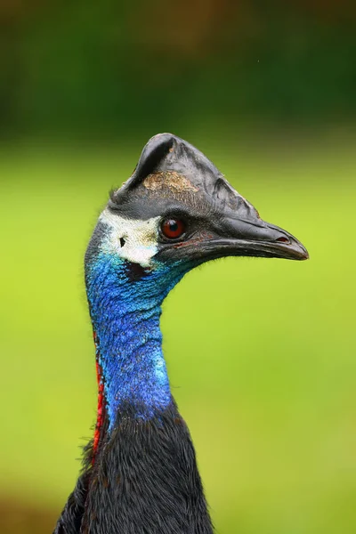 Cassowary face Stock Photos, Royalty Free Cassowary face Images ...