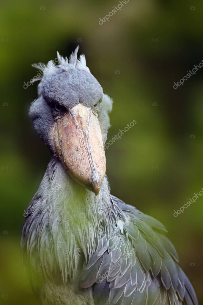 El zapatero (Balaeniceps rex) también conocido como cabeza de ballena o ...