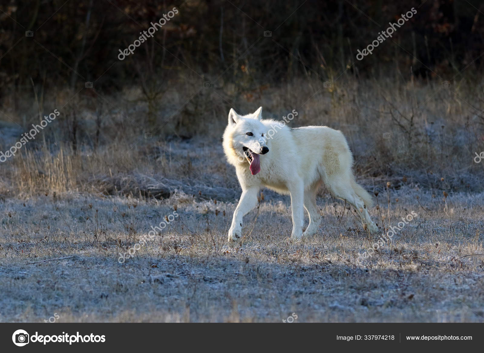 Hudson Bay Wolf Canis Lupus Hudsonicus Subspecies Wolf Canis Lupus ...