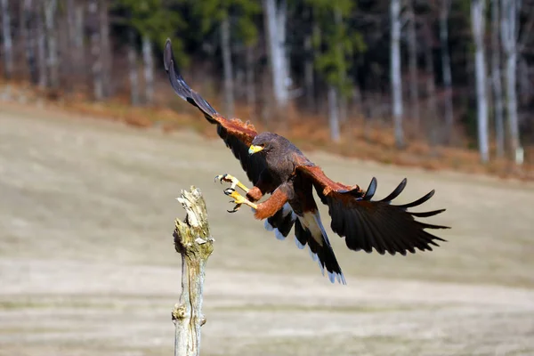 El Halcón de Harris (Parabuteo unicinctus) anteriormente conocido como ...