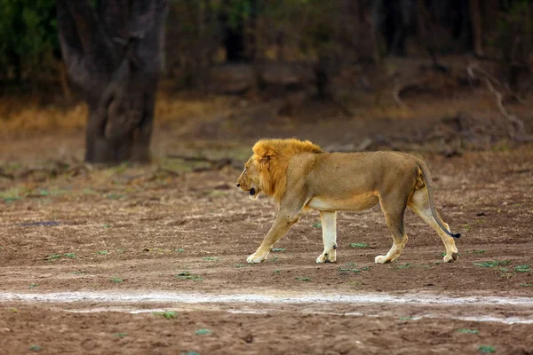 Lion stalking Stock Photos, Royalty Free Lion stalking Images ...