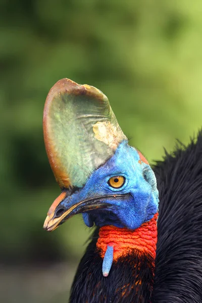 Australiensiska cassowary Stock Photos, Royalty Free Australiensiska ...
