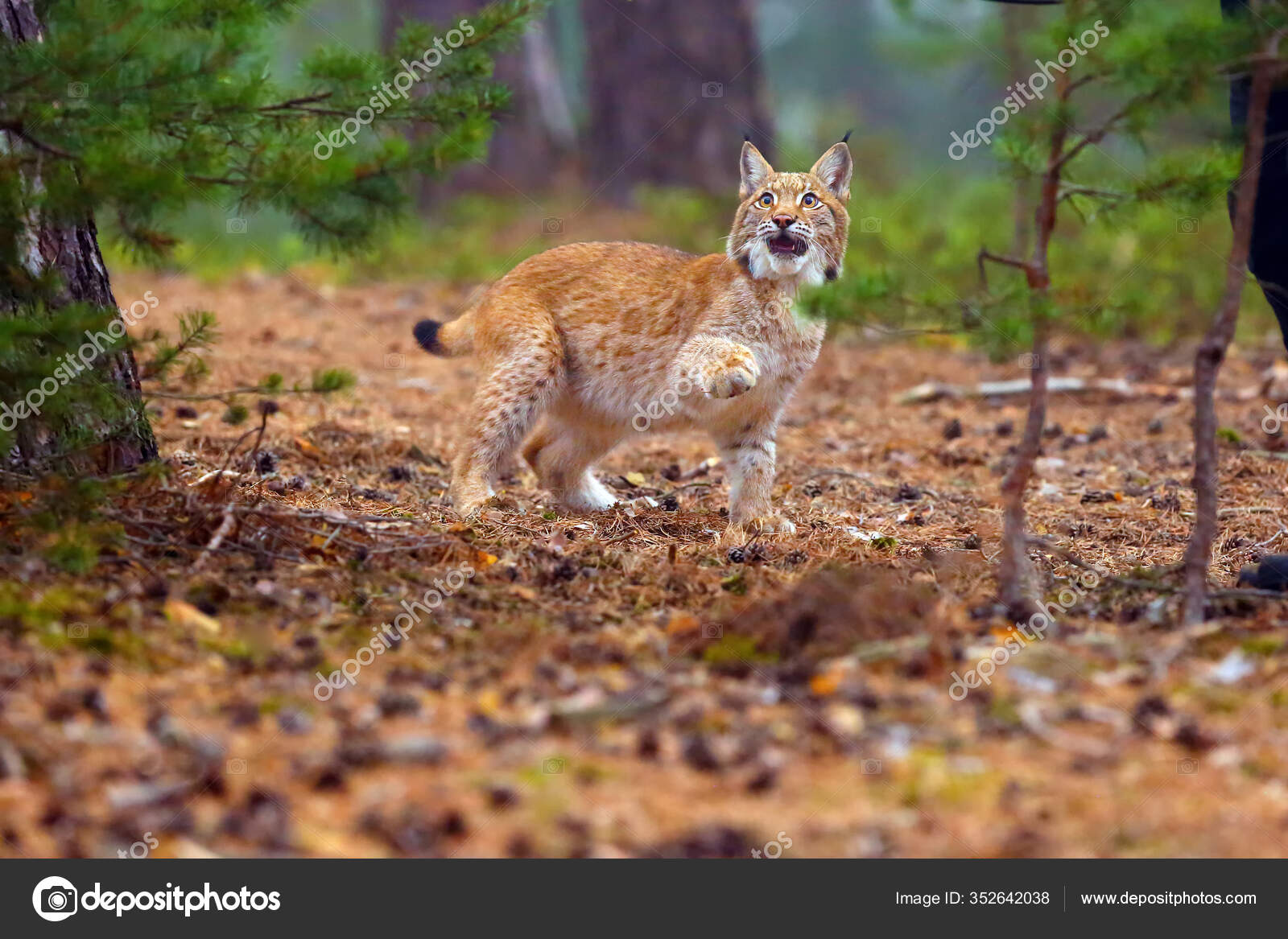 Eurasian Lynx Lynx Lynx Also Known European Lynx Siberian Lynx — Stock ...