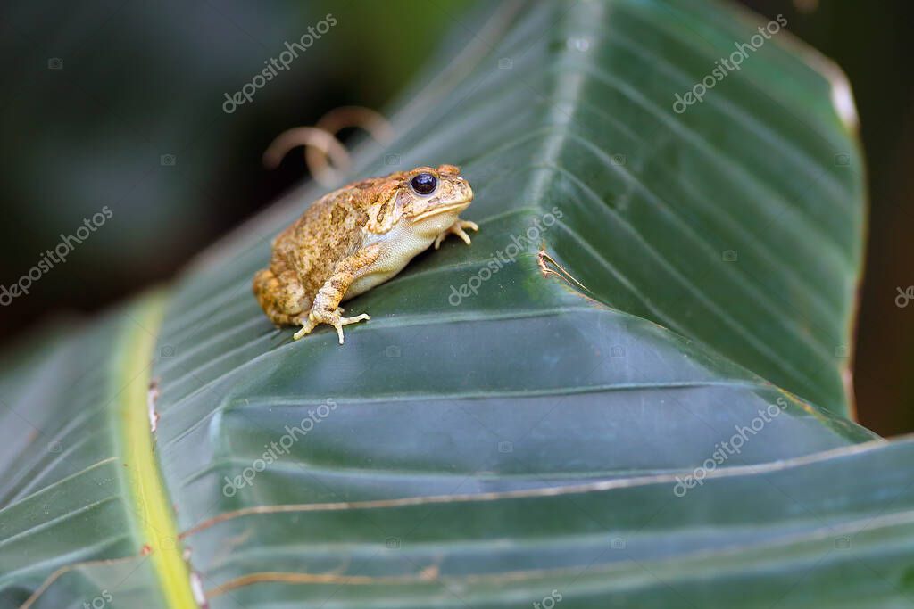 El sapo común africano o sapo gutural (Amietophrynus gutturalis ...