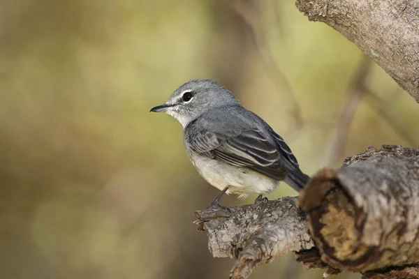 Common titmouse Stock Photos, Royalty Free Common titmouse Images ...