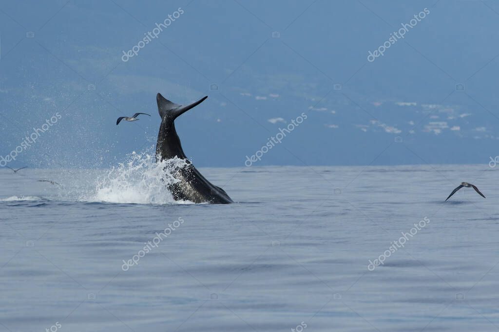 La cola de cachalote (Physeter macrocephalus) o cachalot con isla en el ...