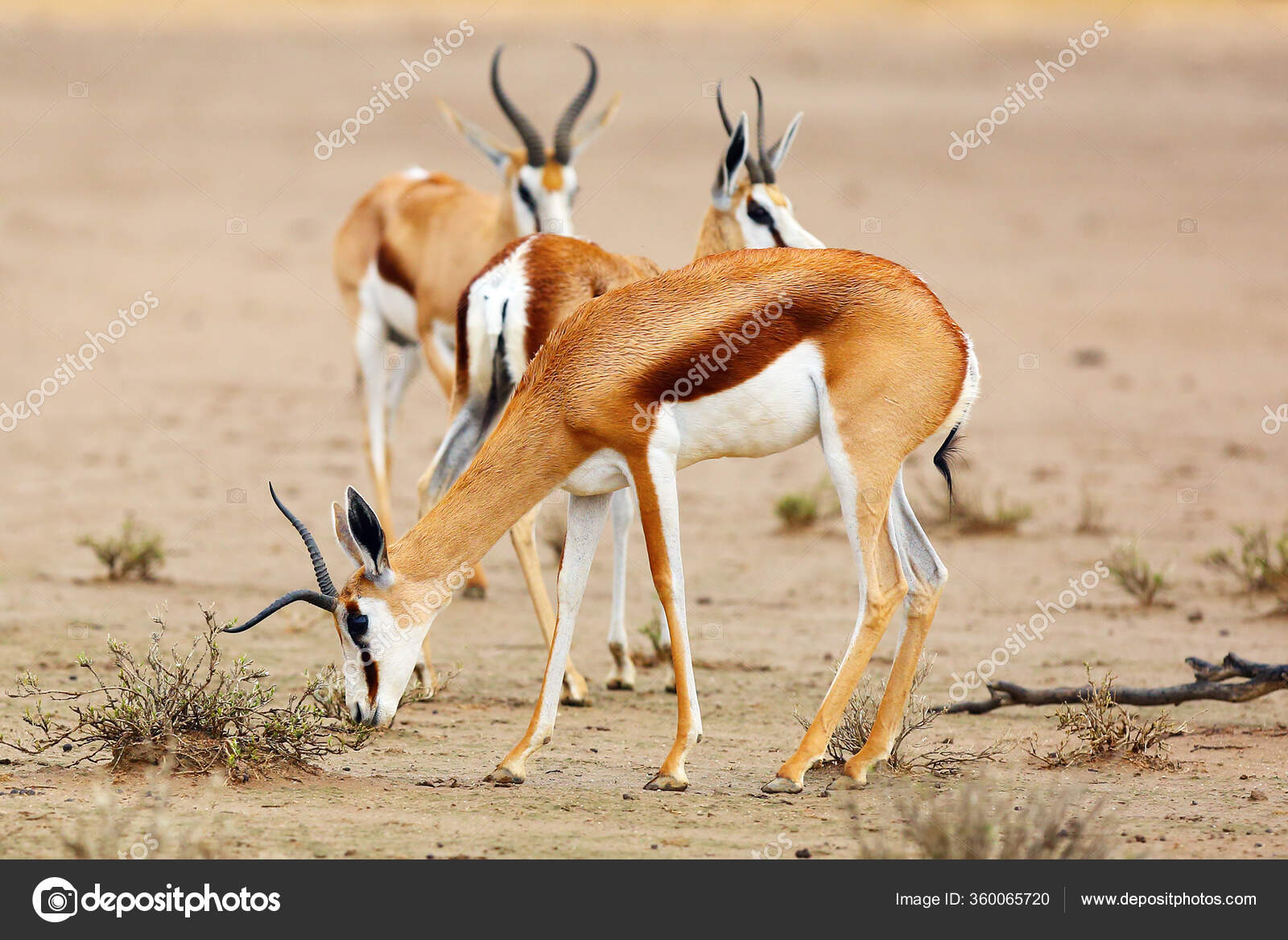 Springbok Antidorcas Marsupialis Herd Antelope Antelopes Withatypical ...
