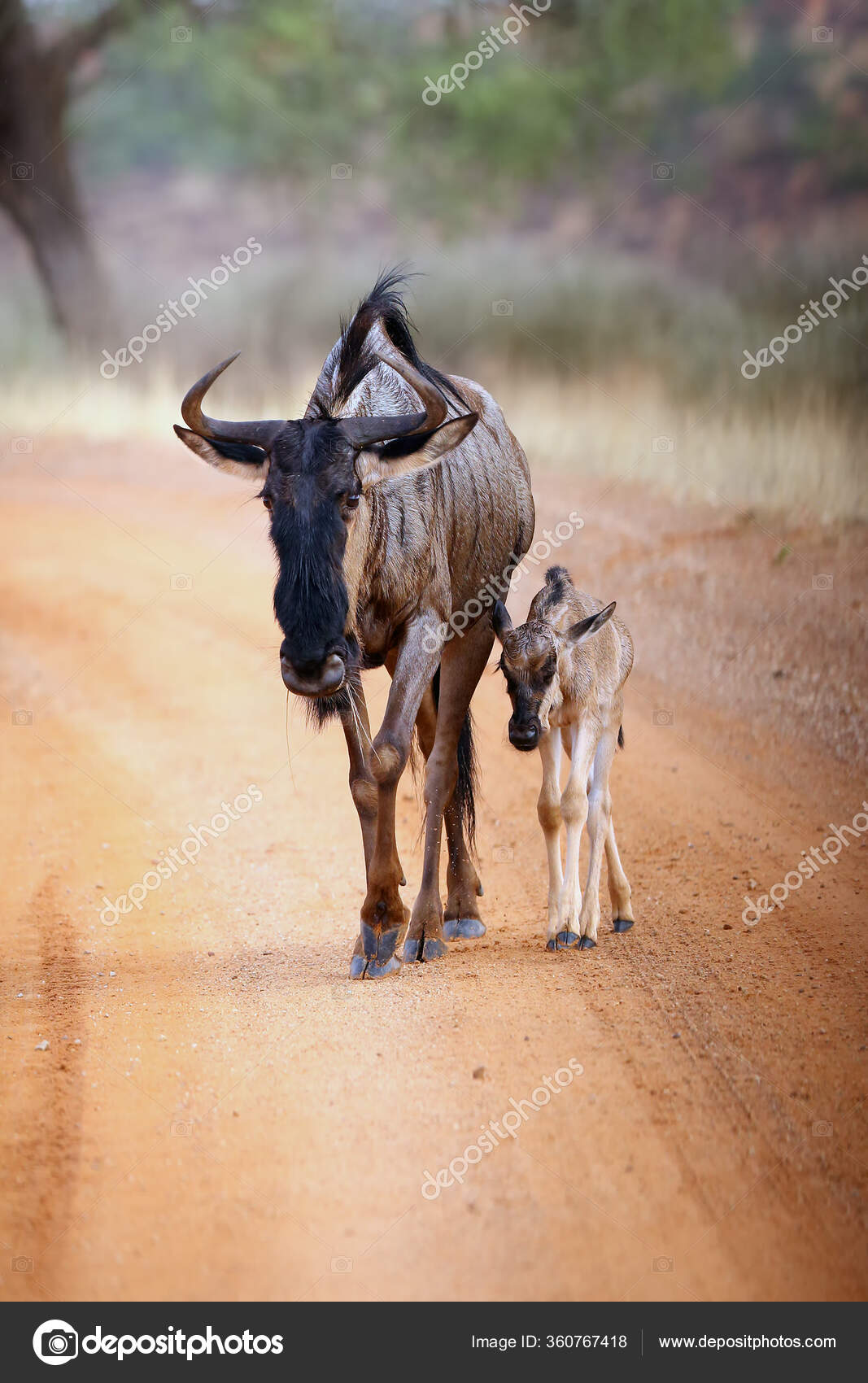 Baby Gnu