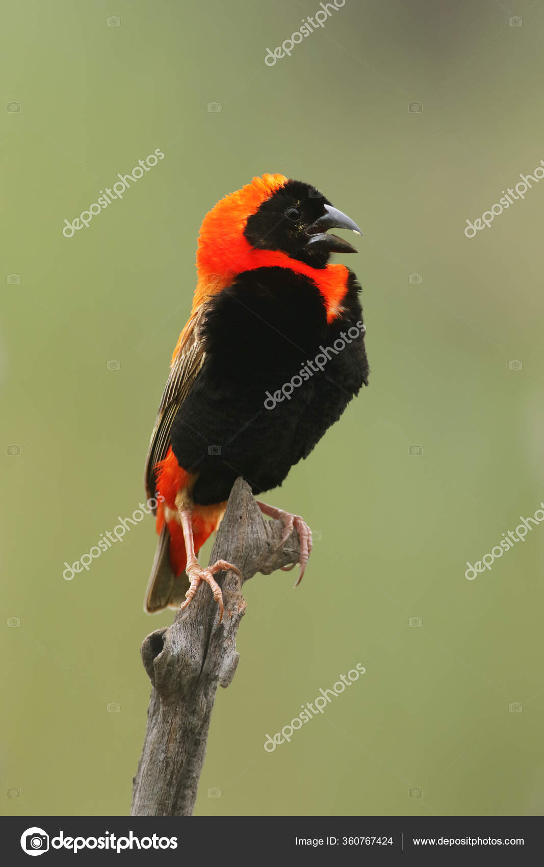 Southern Red Bishop Red Bishop Euplectes Orix Sitting Branch Open ...