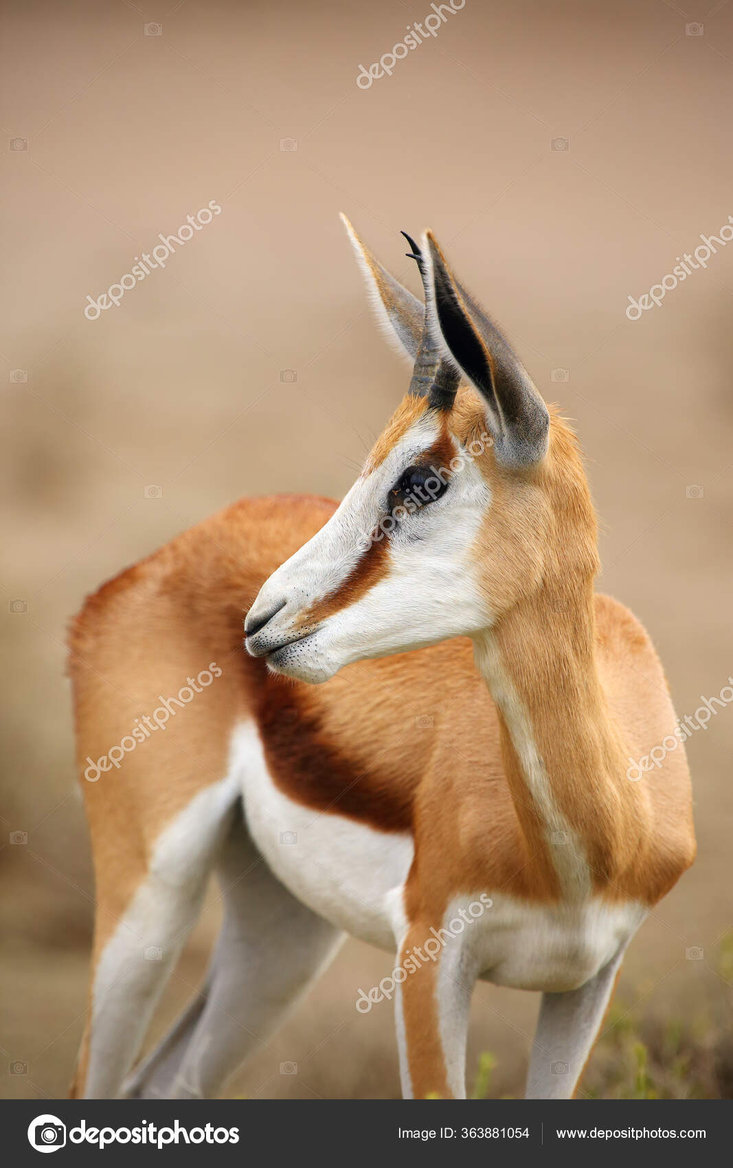 Springbok Antidorcas Marsupialis Portrait Young Antelope — Stock Photo ...