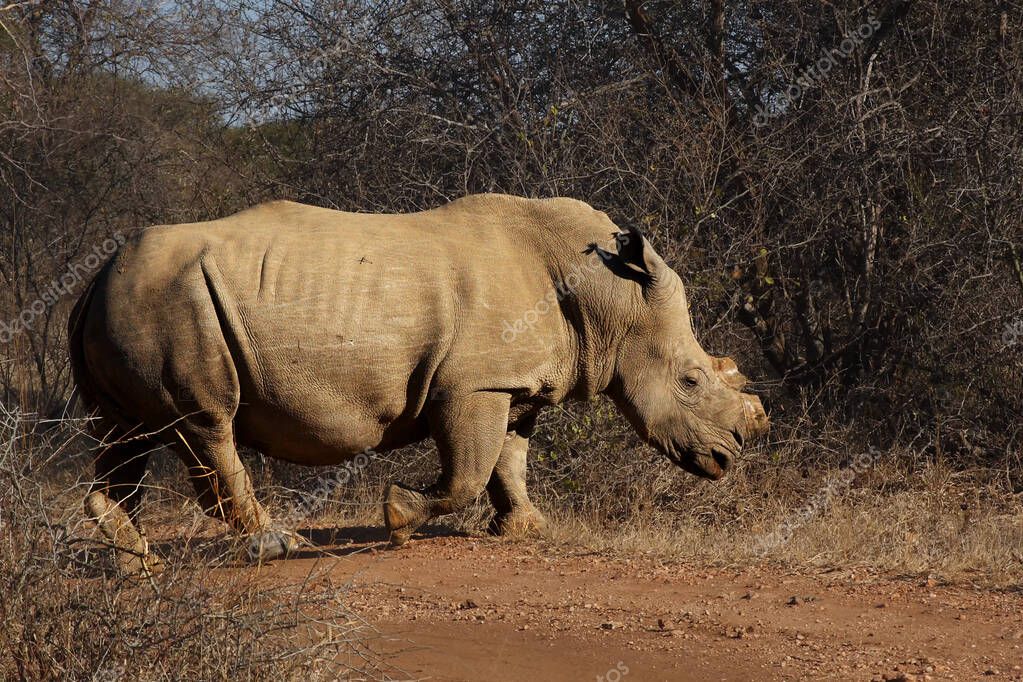 El rinoceronte blanco o rinoceronte de labios cuadrados (Ceratotherium ...