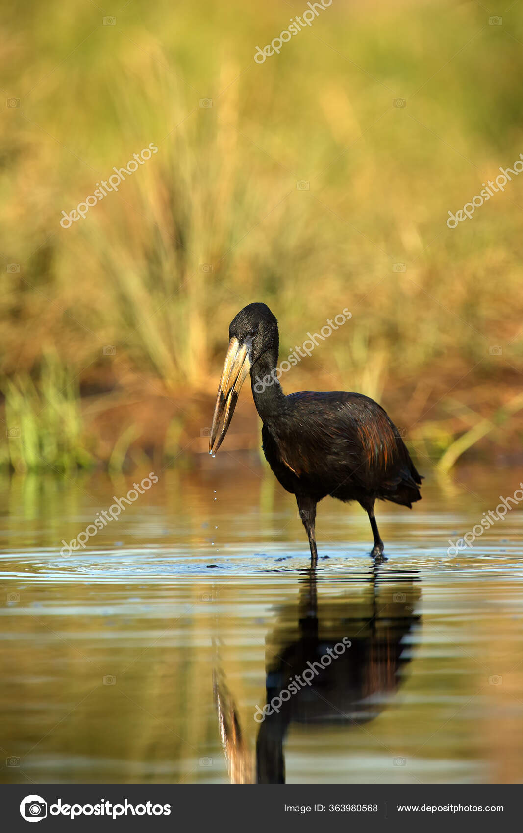 African Openbill Anastomus Lamelligerus Fishing Shallow Lagoon African ...