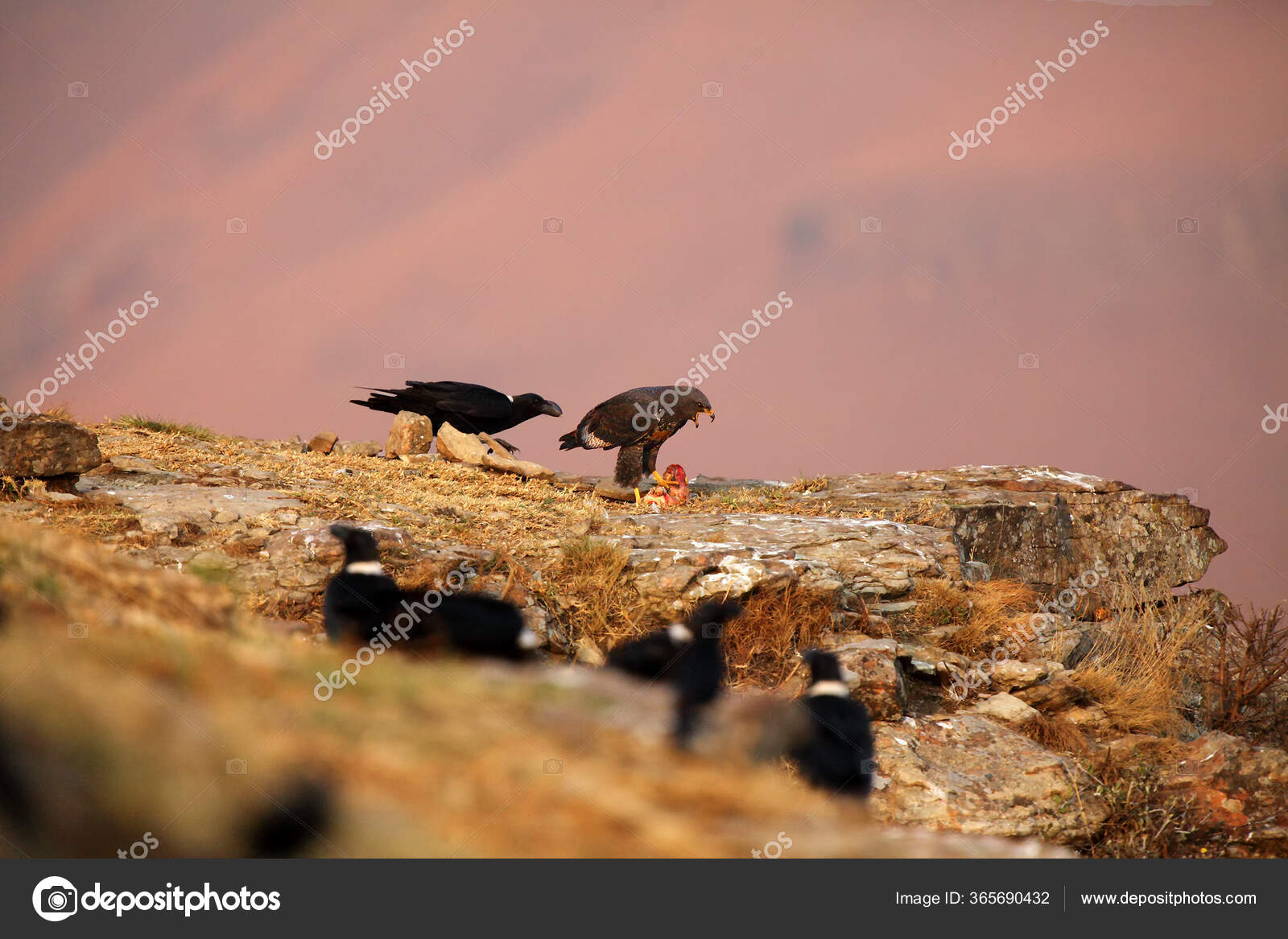 Jackal Buzzard Buteo Rufofuscus Sitting Ravens Raven Pulls Tail Buzzard ...