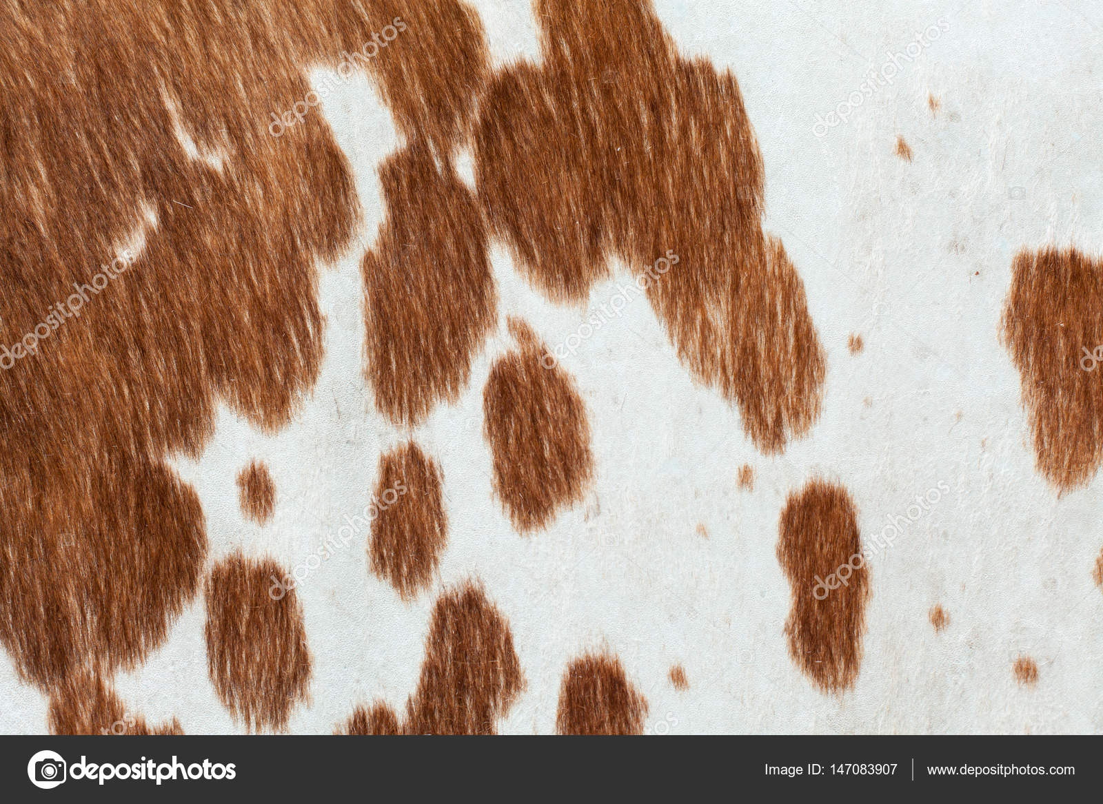 Backround of skin of cow. Brown and white Stock Photo by ©dechevm 147083907