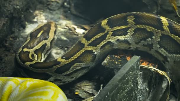 Python Stock Photo by ©arztsamui 9886043