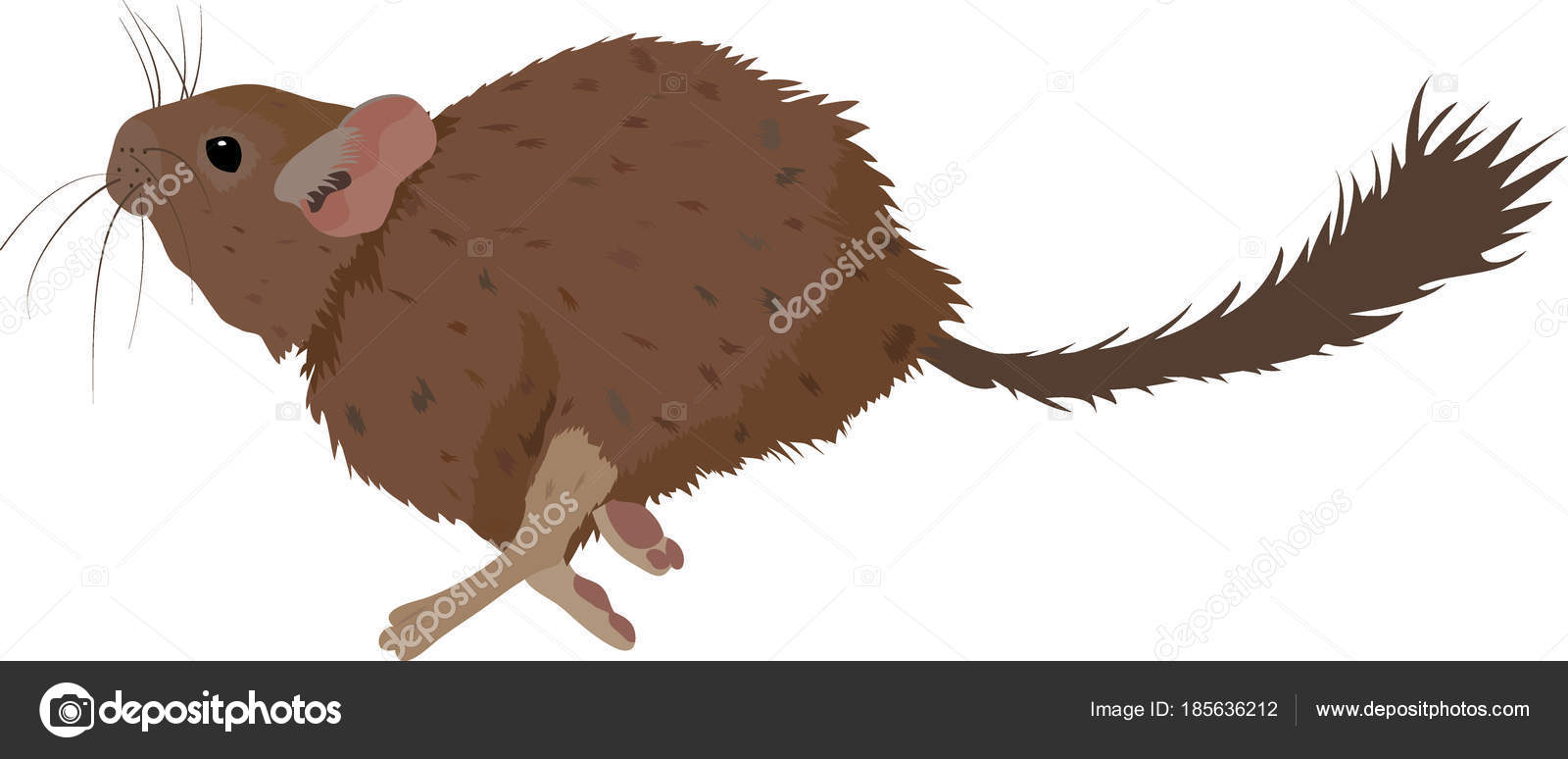 Sketch of Degu rodent pet. Vector Illustration — Stock Vector © Hipatia ...