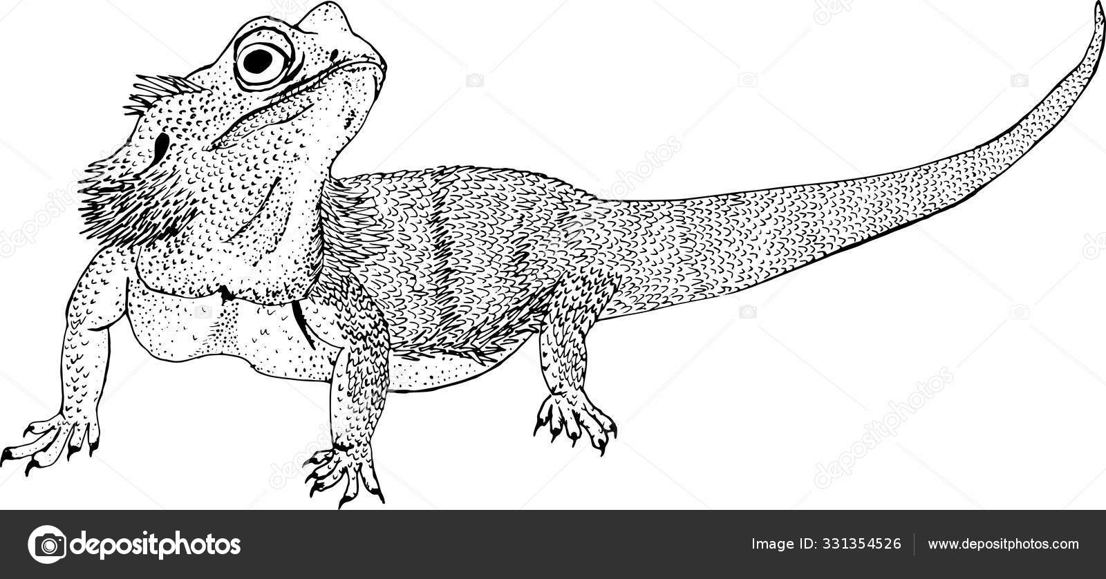 Schwarz Weißer Bartagame