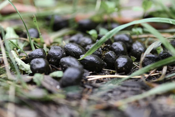Slug eggs Stock Photos, Royalty Free Slug eggs Images | Depositphotos