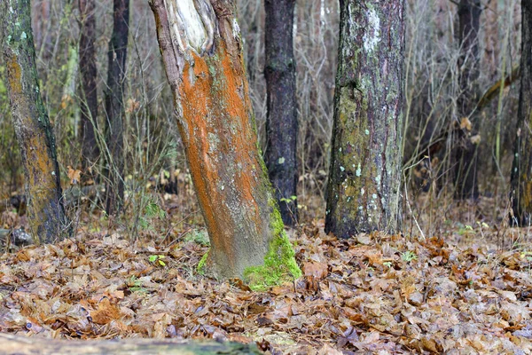 Turquoise orange Images - Search Images on Everypixel