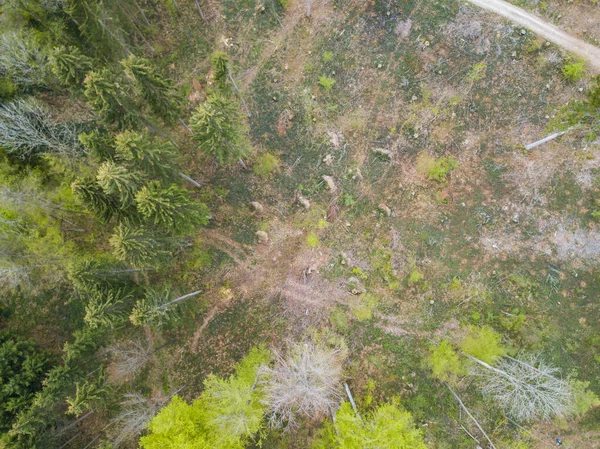 Aerial View Deforestated Clearing Forest Switzerland Stock Photo by ...