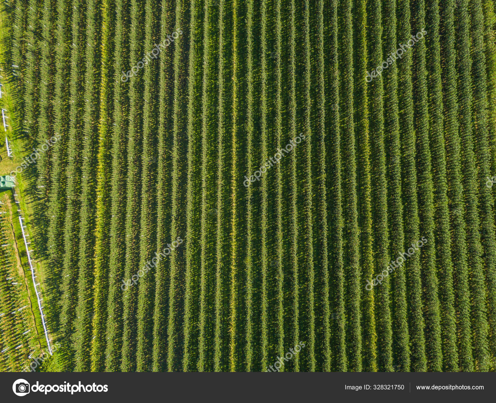 Aerial View Corn Field Stock Photo by ©oiramn 328321750