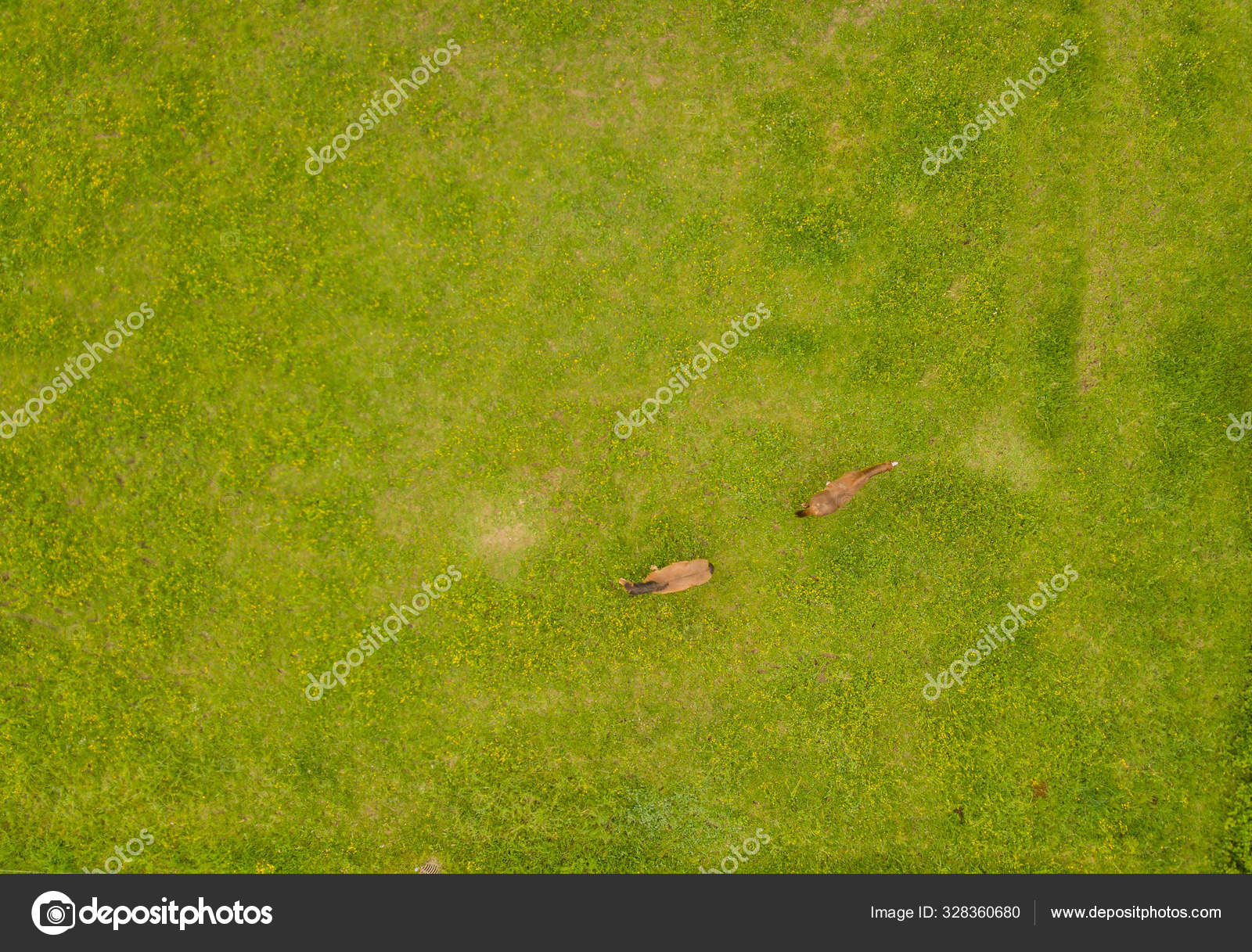 Overhead View Horses Green Pasture — Stock Photo © oiramn #328360680