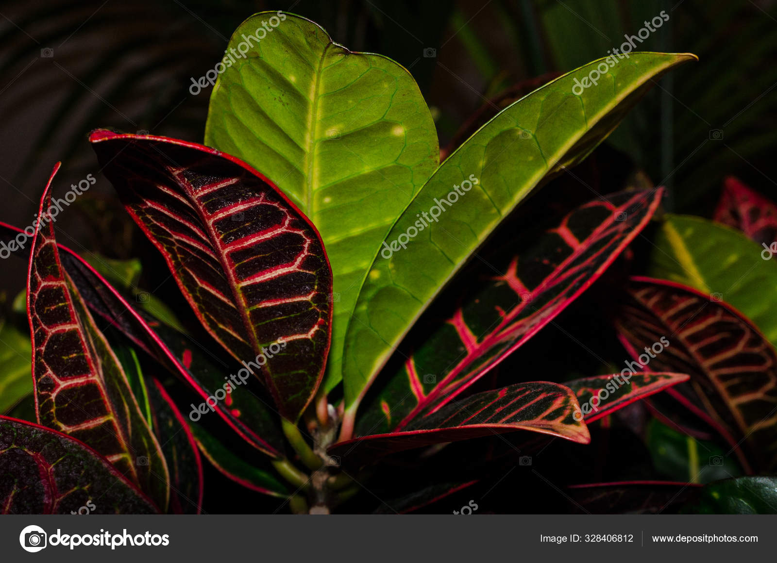 Codiaeum Variegatum Flower