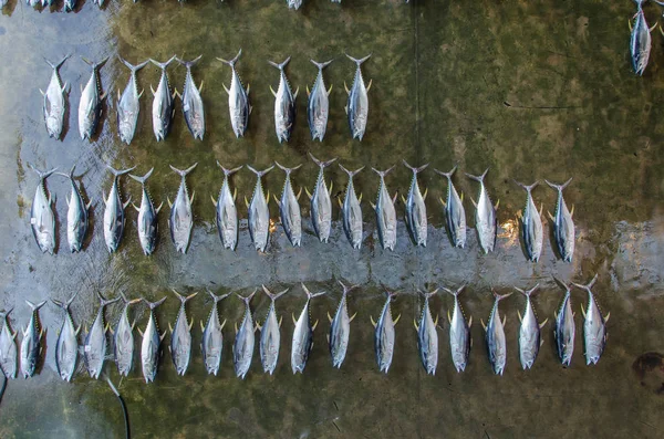 Overhead View Japanese Fish Market Tuna Fish — Stock Photo © oiramn ...