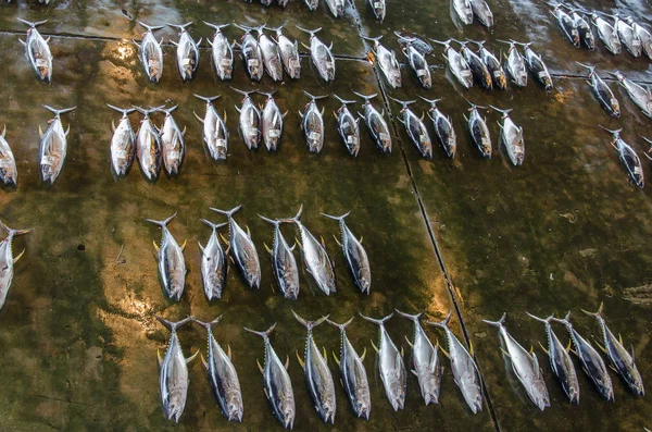 Overhead View Japanese Fish Market Tuna Fish — Stock Photo © oiramn ...