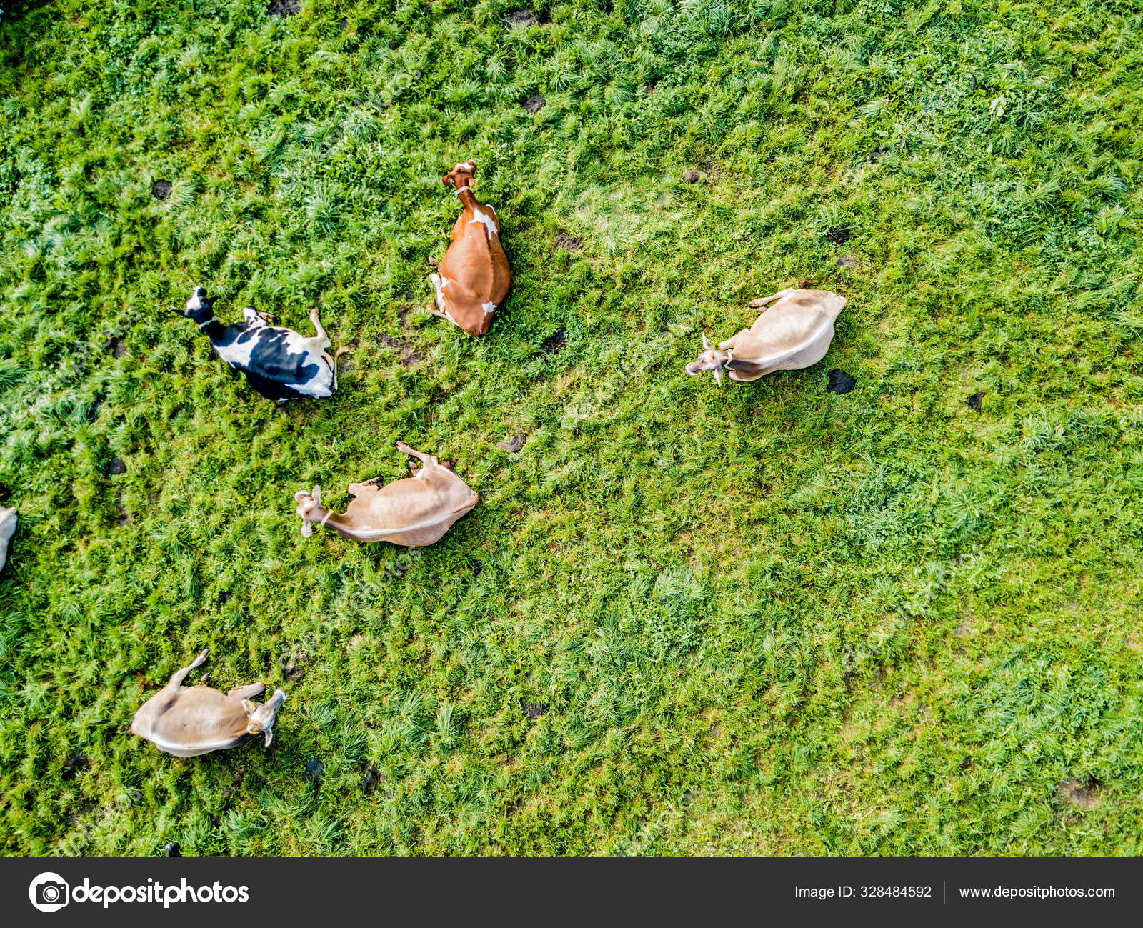 Aerial View Flock Cattle Green Meadow Switzerland — Stock Photo ...
