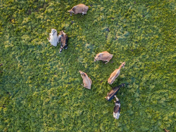 Cows from above Stock Photos, Royalty Free Cows from above Images ...