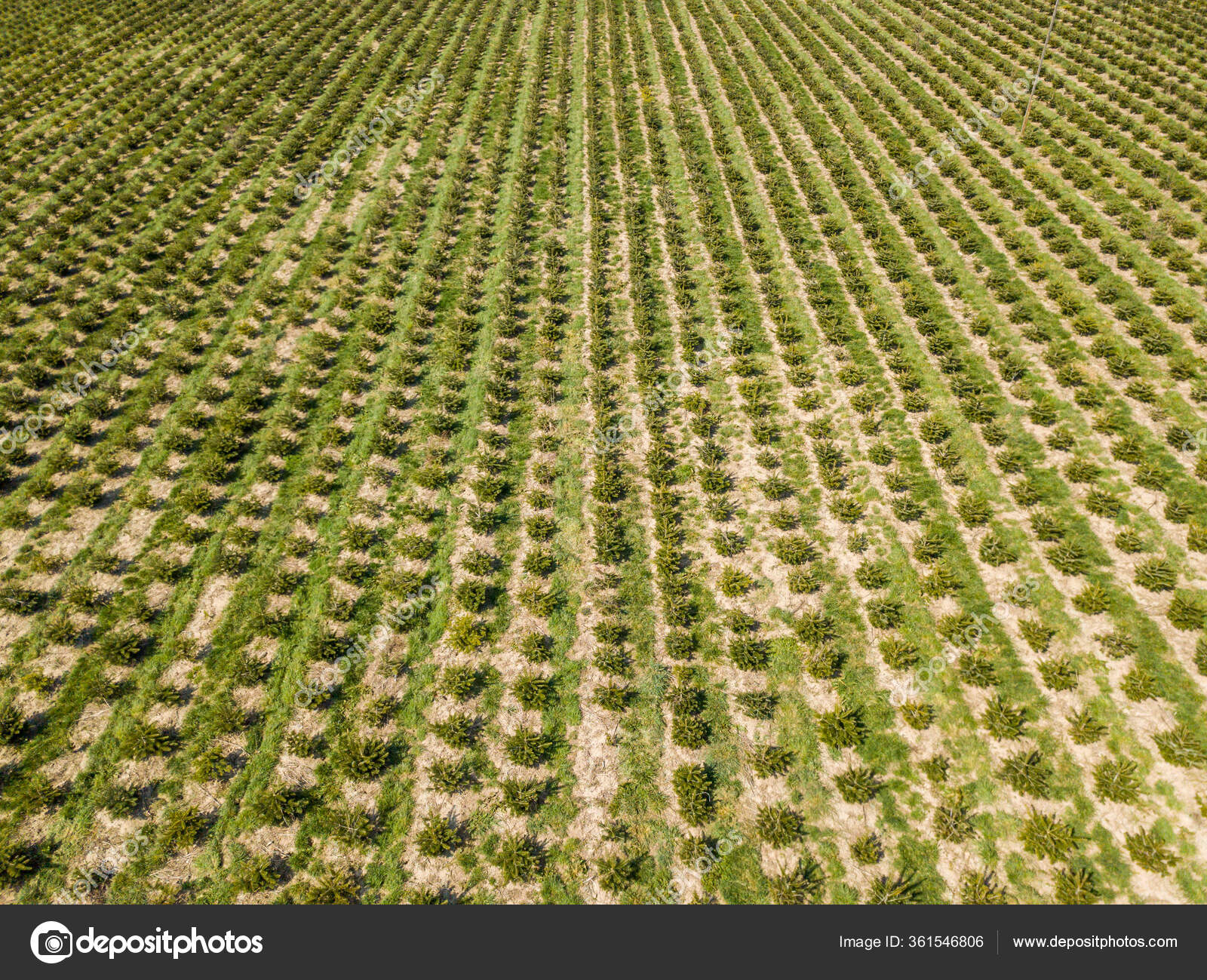 Aerial View Christmas Trees Farm Field Trees Growing Rows Stock Photo ...