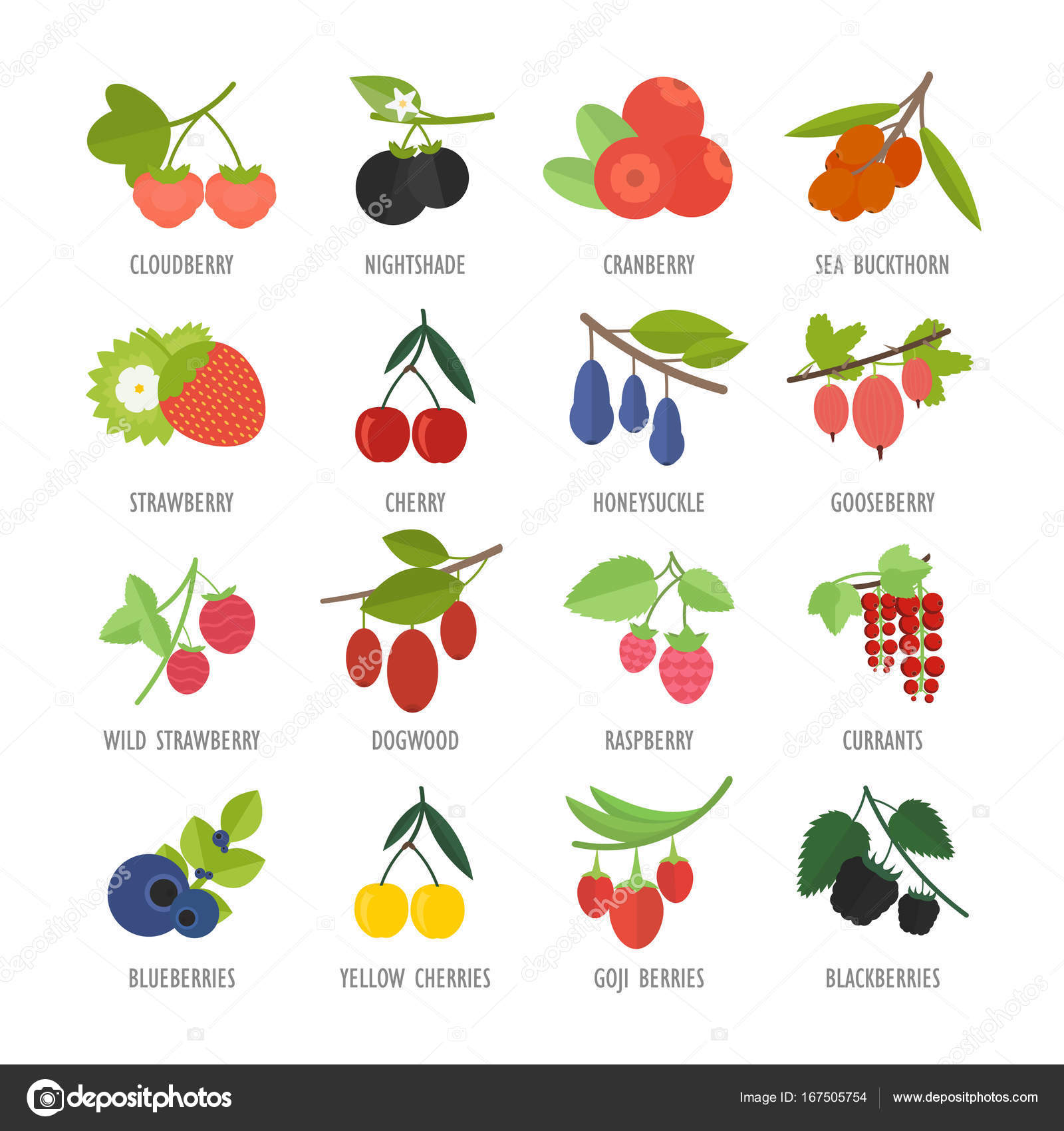 Set Vector Illustration of Berries Stock Vector by ©andrei45454 167505754