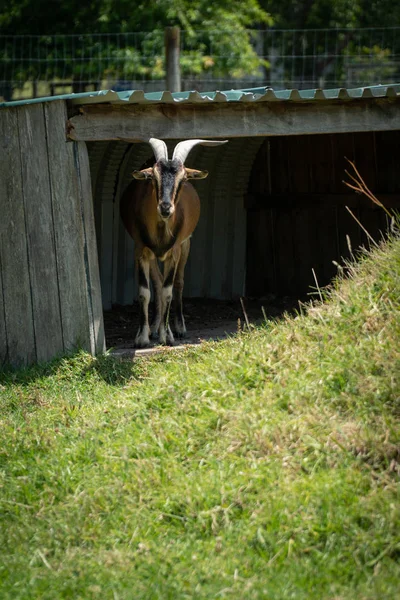 Goat Taking Shelter in a Hut on a Hot Sunny Day, Selective Focus ...