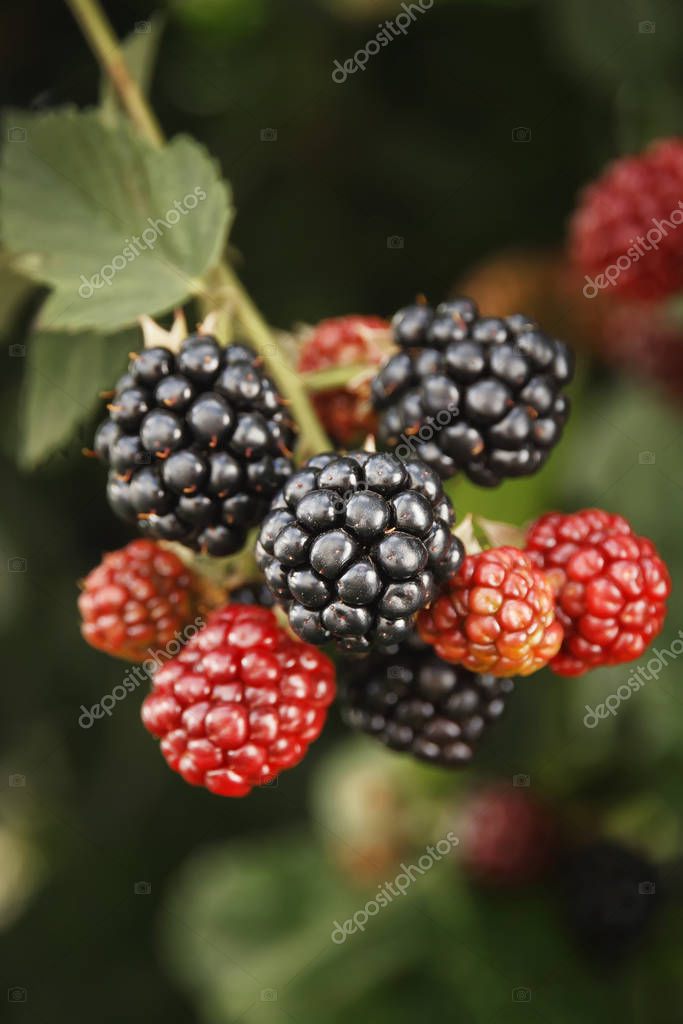 Las moras negras y rojas sobre la rama del arbusto que crece en el ...